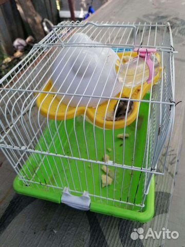 Джунгарик с Клеткой