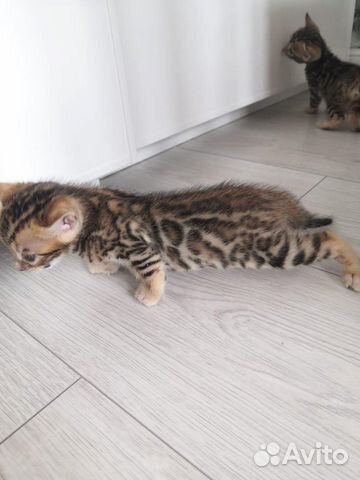 Бенгальская кошка