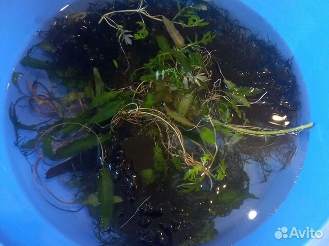 Прополка из аквариума