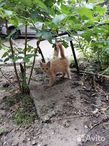 Кошечка персик бесплатно