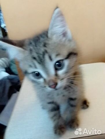 Отдам котёнка