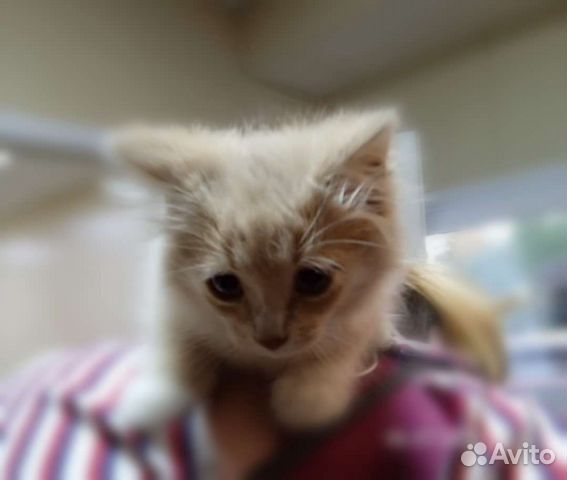 Котенок Лео