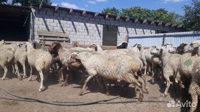 Баран матки