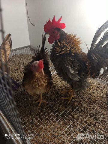 Малазийская Серама