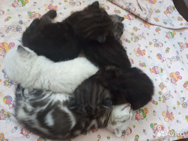 Шотландские котята