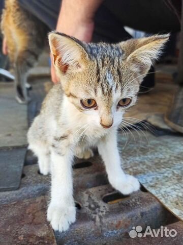 Котенок Гаф в дар