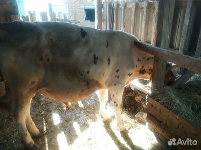 Быки сементал