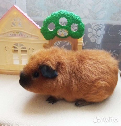 Американский тедди. Мальчик