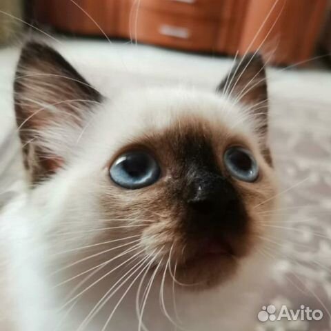 Невский маскарадный котенок