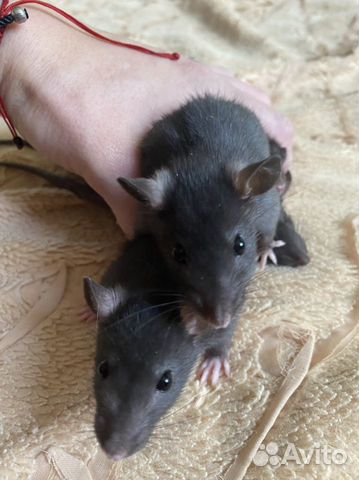 Крысята 1 месяц