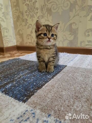 Шотландские котята