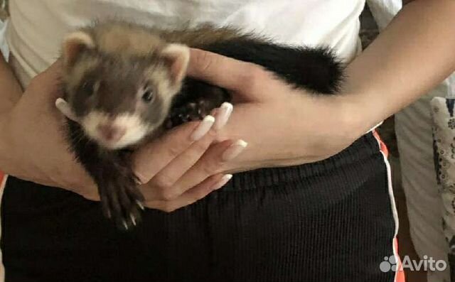 Хорек малыш с клеткой