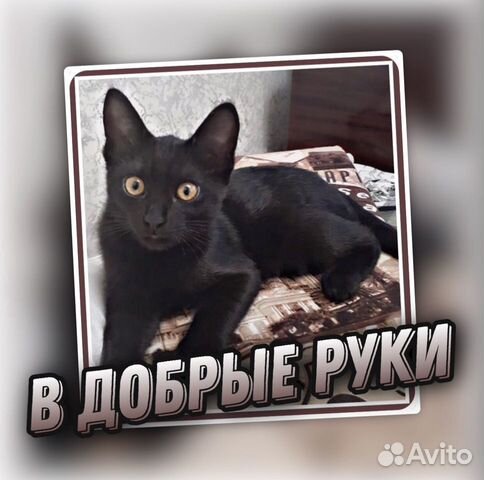 Пантерка в добрые руки