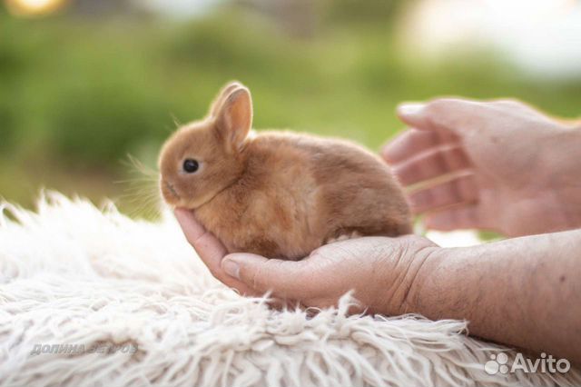 Кролик декоративный цветной карлик