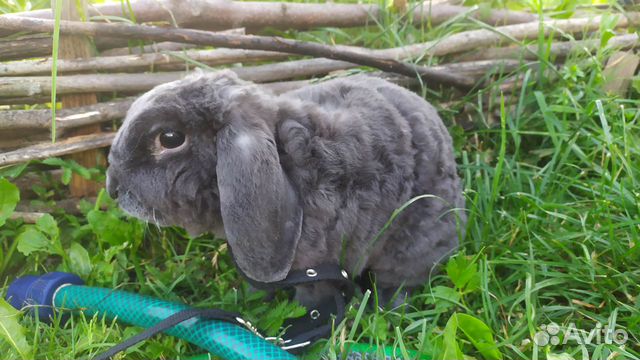 Кролик вислоухий плюшевый рекс с клеткой и пр