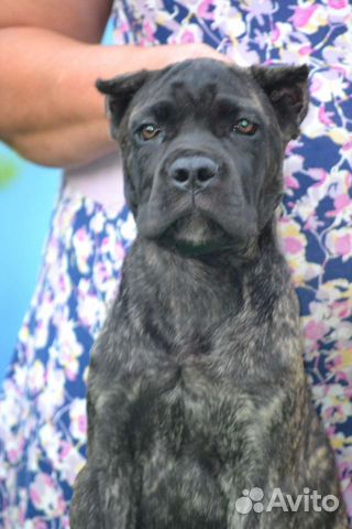 Красивые девочки кане корсо