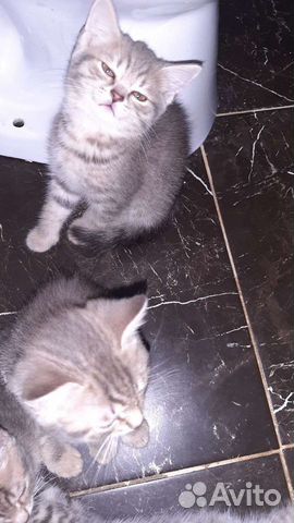 Шотландские котята