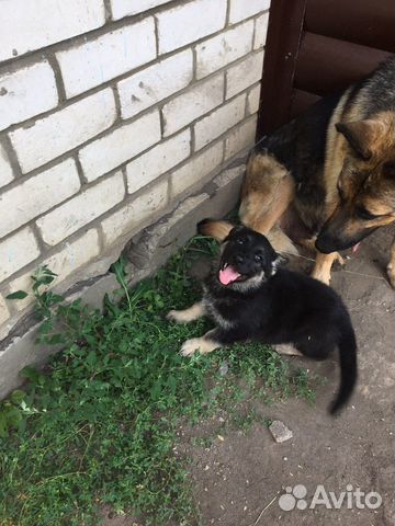 Овчарка Восточно-Европейская