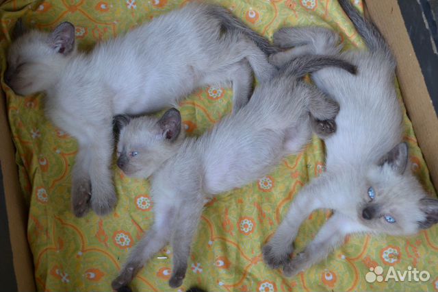 Котята сиамской породы