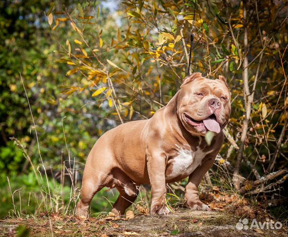 Девочка американский булли супер классная