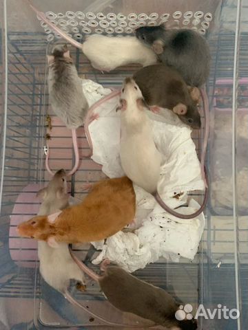 Декоративные мыши