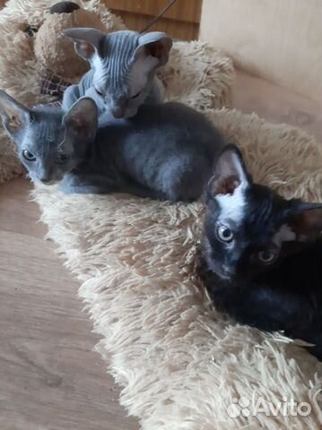 Донской сфинкс