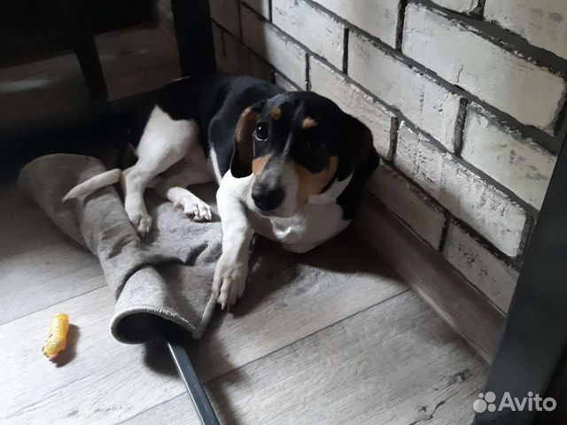 Собака в добрые руки щенок