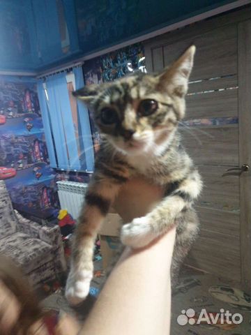 Отдам трех красивых кошечек в хорошиие руки