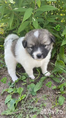 Щенуля девочка осталась без мамы