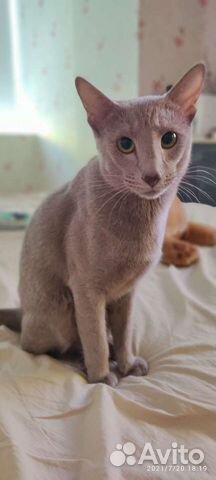 Донской сфинкс вязка