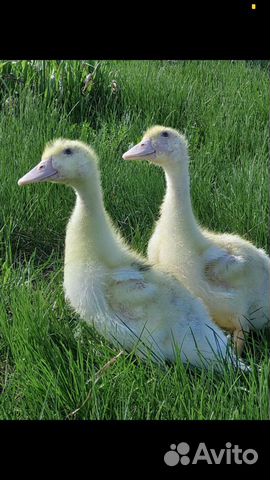 Утята стар 53 подрощенные