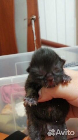 Крошечные котята