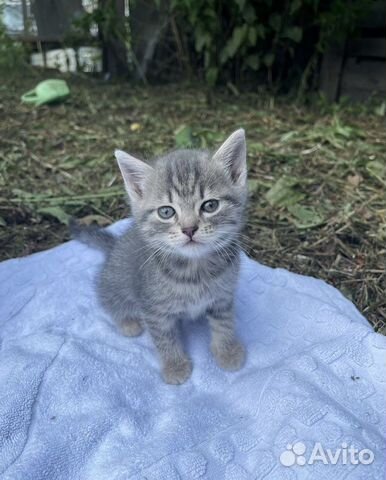Котята мальчики бесплатно