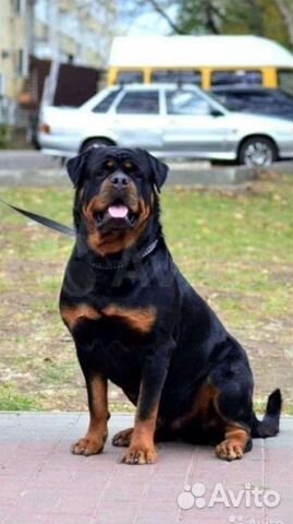 Щенки ротвейлера от родителей чемпионов