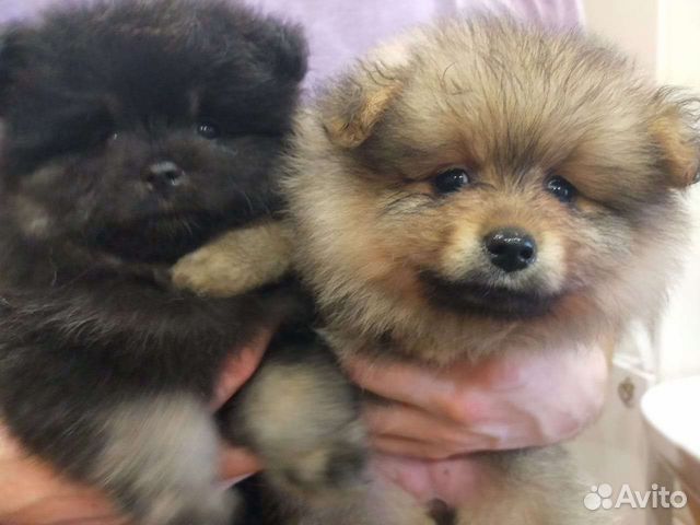 Очаровательные щенки шпица