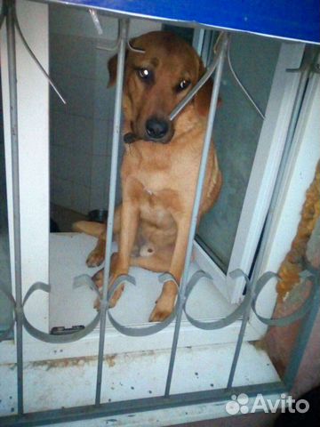 Отдадим в ответственные и добрые руки