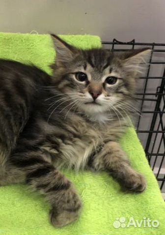 Пушистый котенок фенотип сибиряка 3,5 месяца в дар