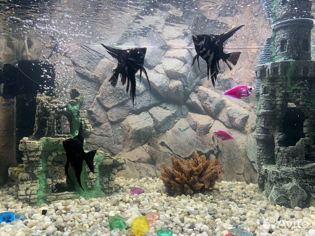 Скалярии в добрые руки