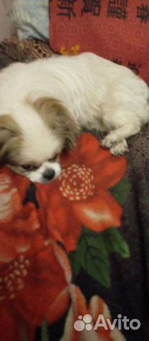 Королевский пекинес