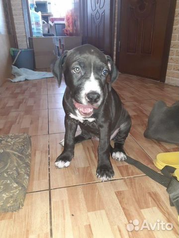 Продается питбуль