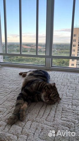Котята в добрые руки бесплатно
