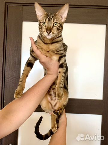 Котенок саванна