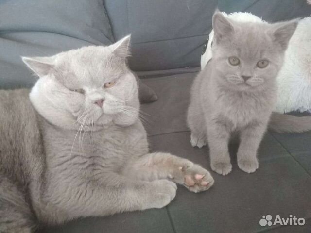 Шотландская лиловая плюшевая