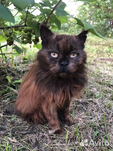 Котик Бегемотик