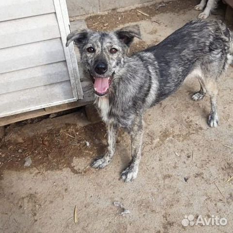 Собака, спасённая из отлова Казахстана