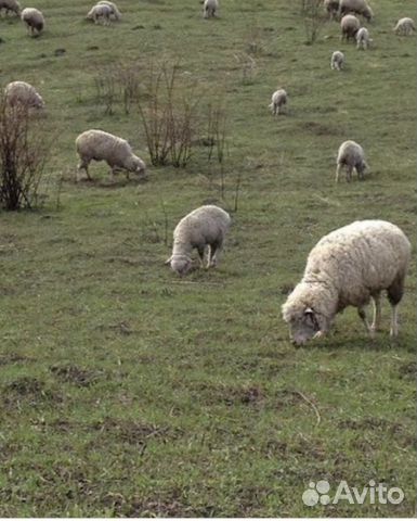 Овцы меринос
