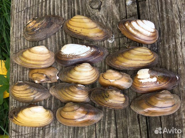 Речные ракушки