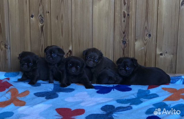 Щенки грифона