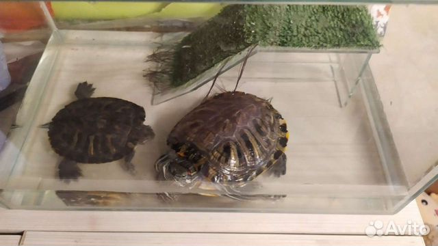 Красноухая черепаха с аквариумом