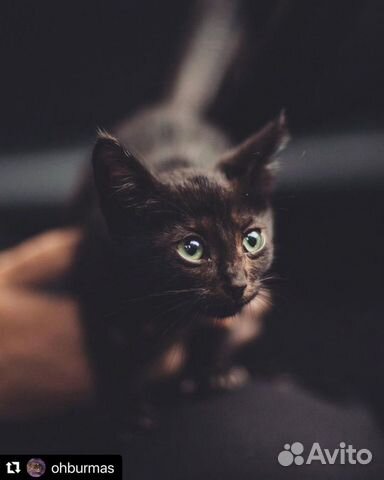 Котенок девочка Чернуша